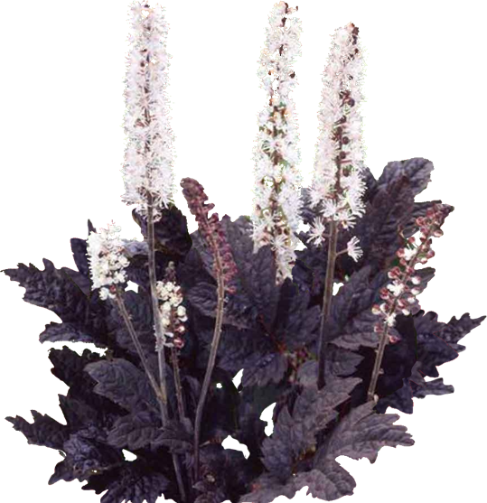 Actaea brunette