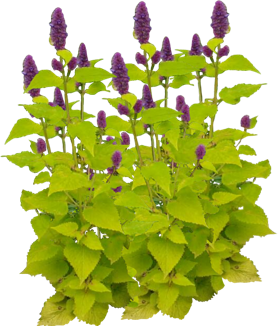 Agastache golden jubilee