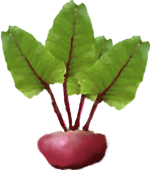 Betterave, plantation