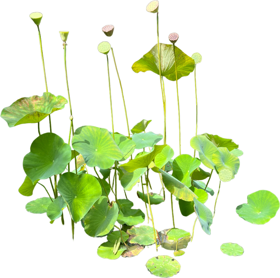 Lotus sacré Lotus sacré