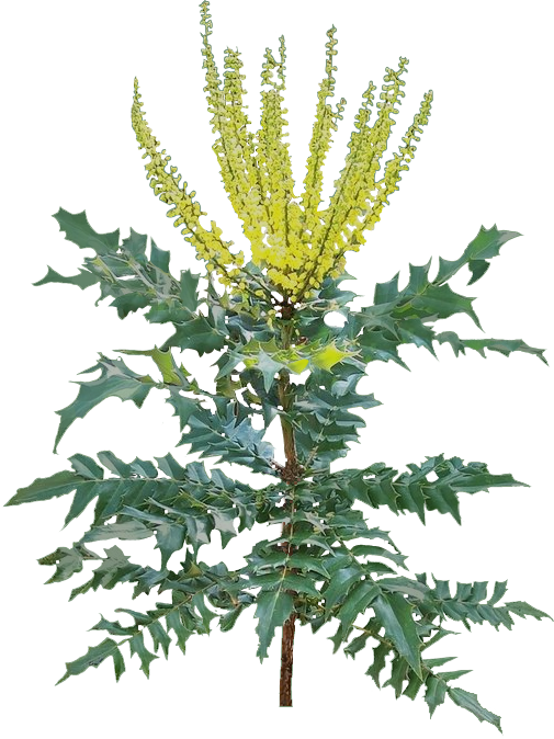 Mahonia