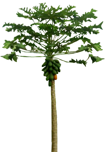 Papayer