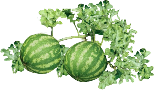 Pastèque