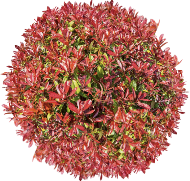 Photinia 2