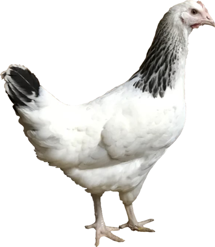 Poule
